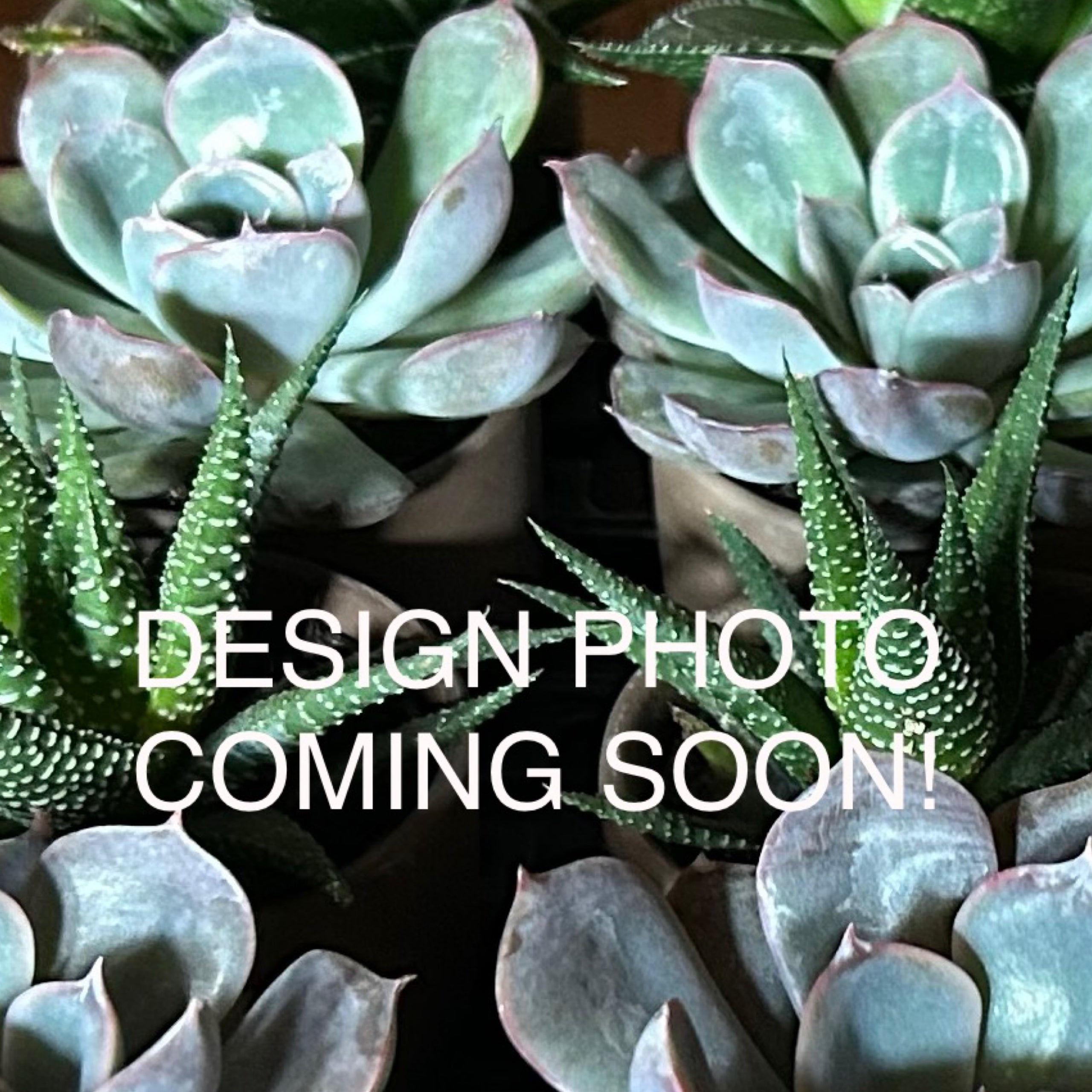 Succulent Bar in a Box™ - A unique gift that doesn't SUCC! | Gift Mill Run